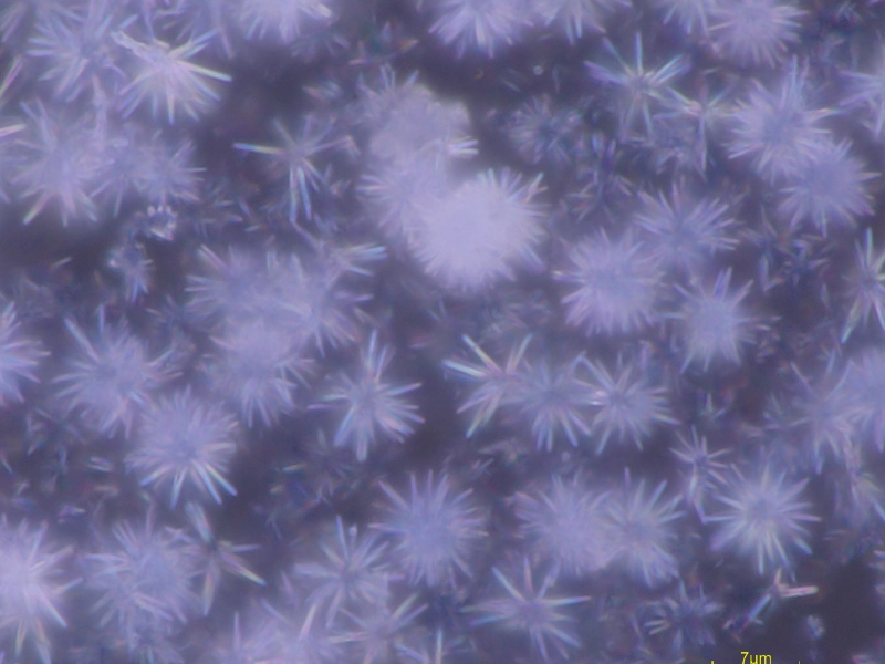 Workshop on High Resolution Digital Microscopy and its Applications ...